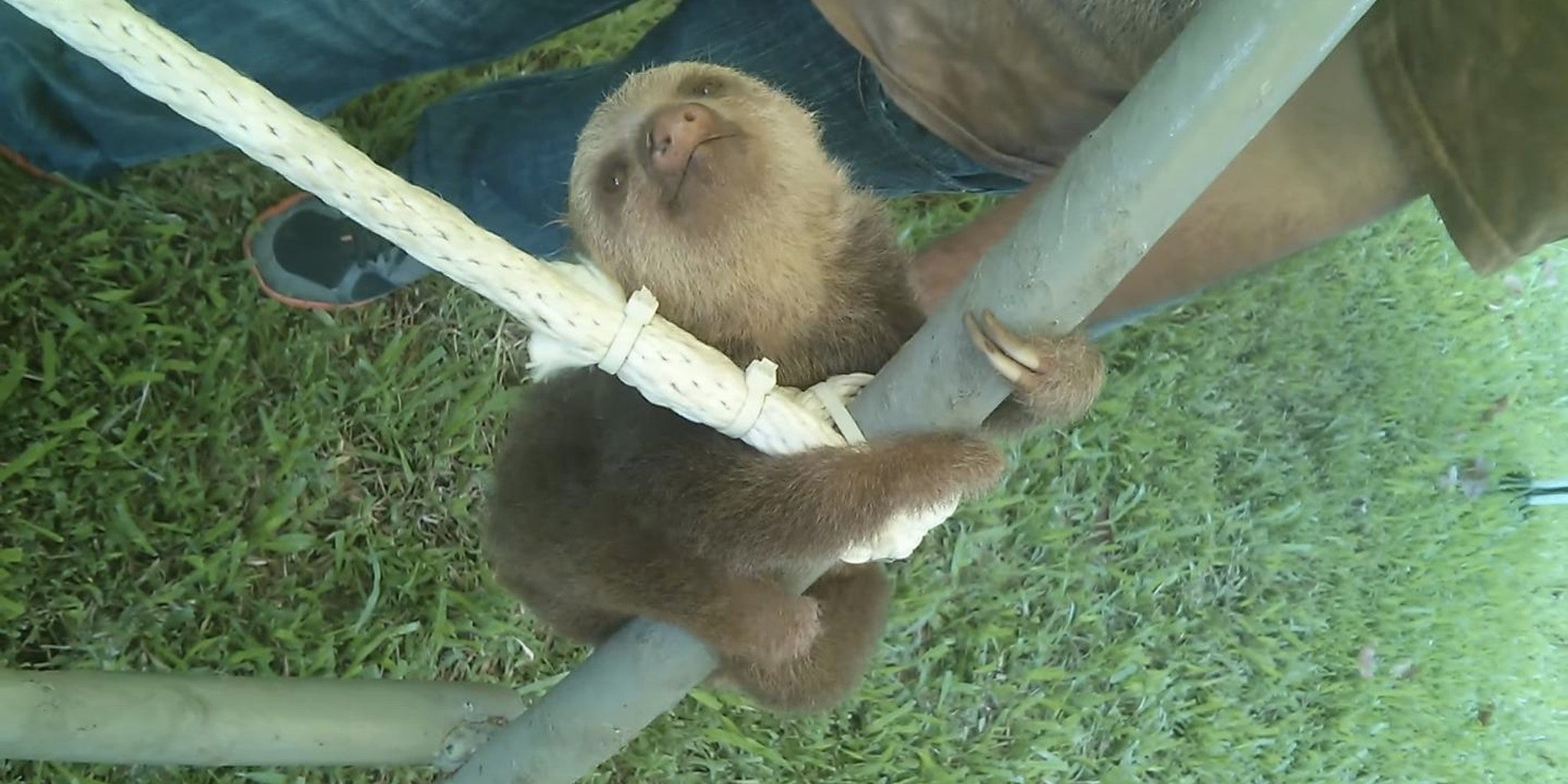 Adorable baby sloths enjoy a jungle gym workout