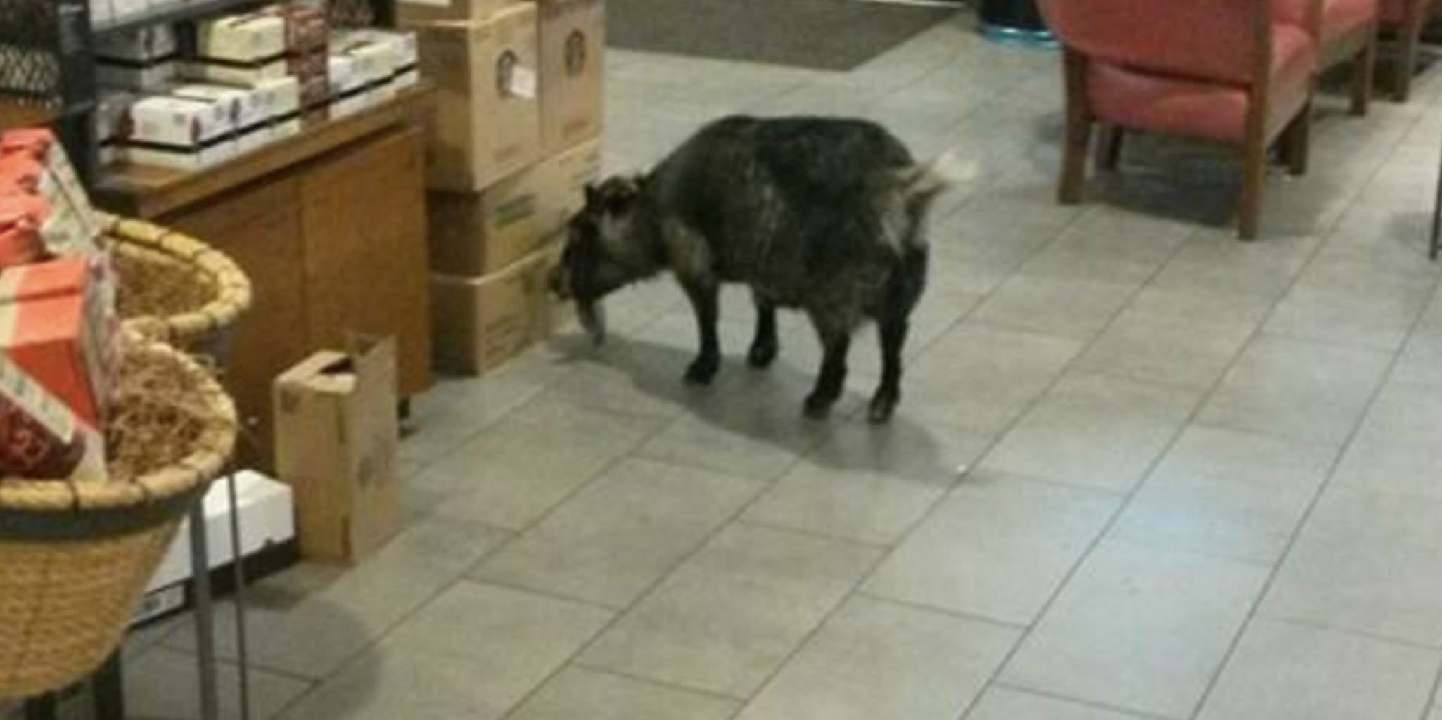 Escaped goat makes a quick stop at Starbucks - The Daily Dot