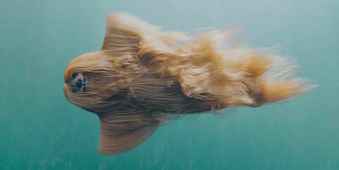 That viral 'mermaid dog' video was too good to be true - The Daily Dot