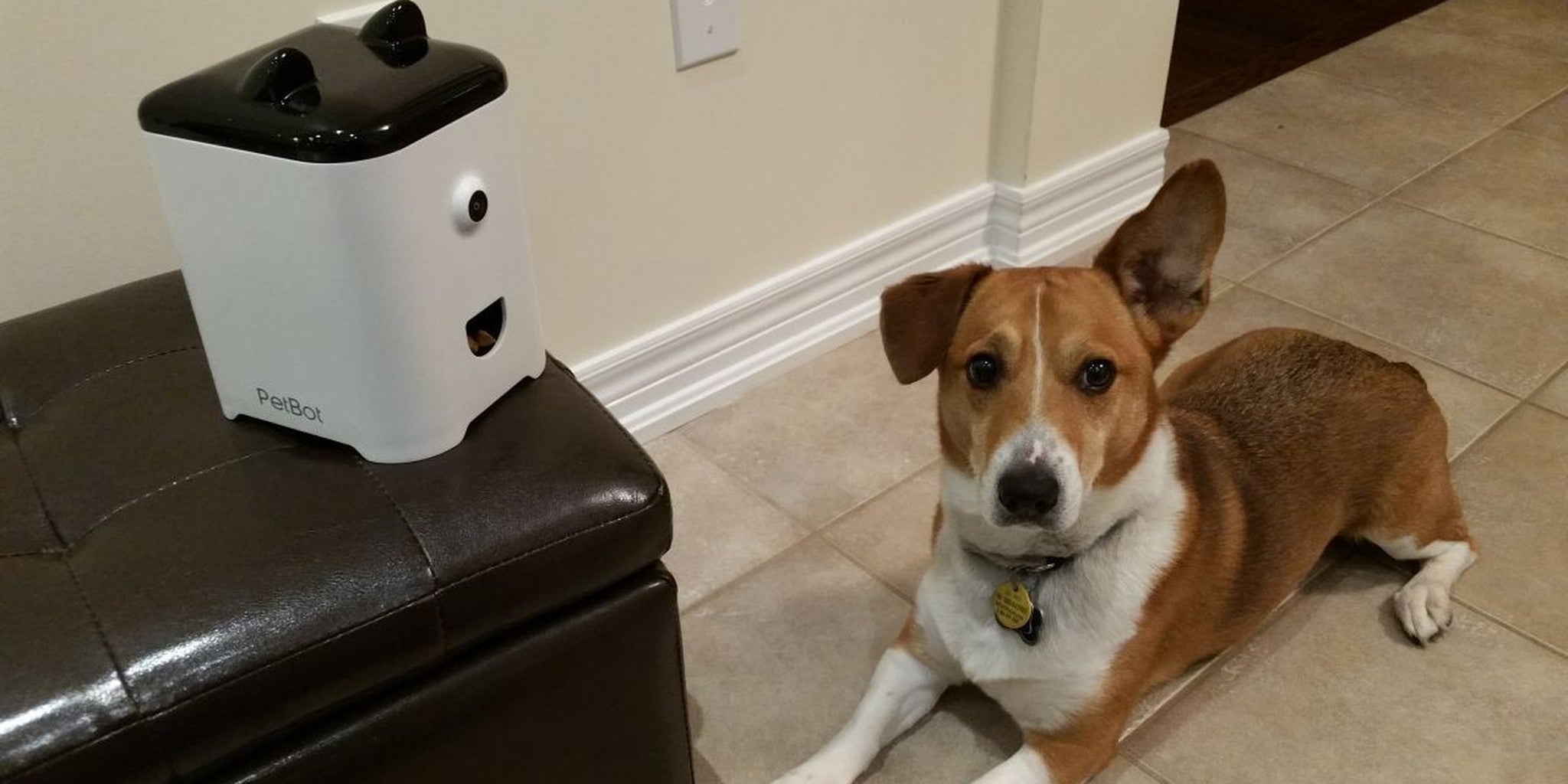 PetBot will help your dog or cat take a selfie—and put it on Instagram