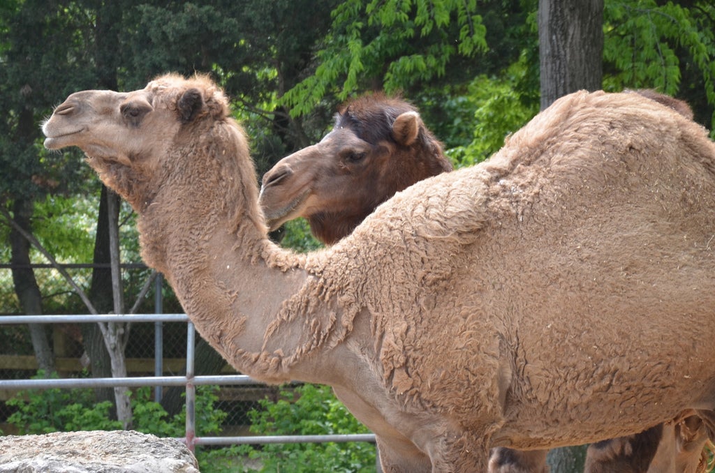 Watch this angry camel almost bite a guy's head off
