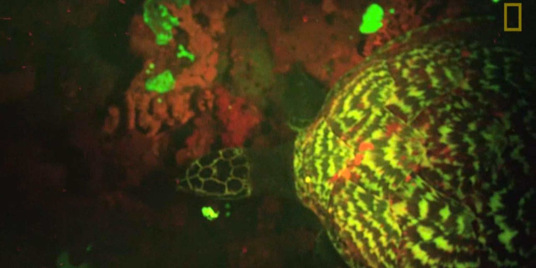 Scientists discover glow-in-the-dark turtle near the Solomon Islands