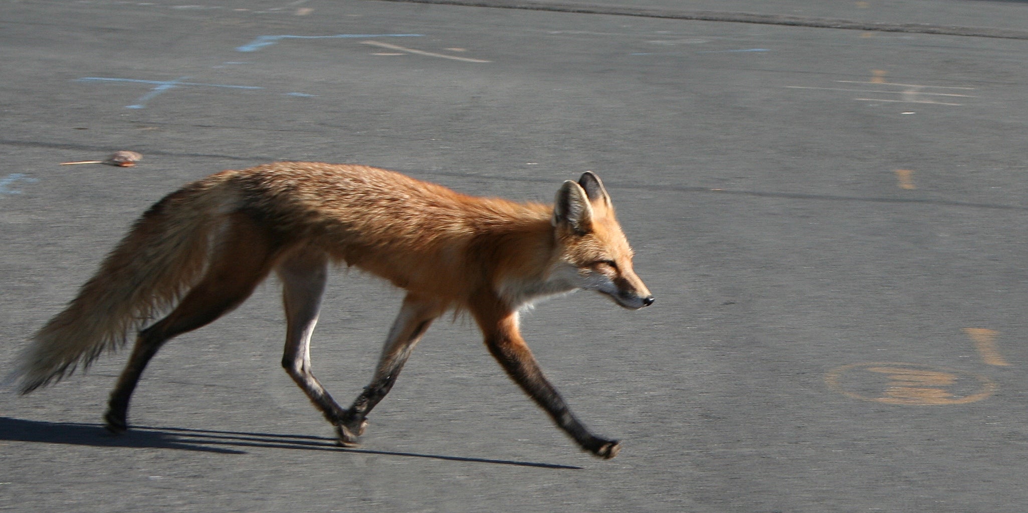 Fox tries to catch a duck outside British prime minister's house