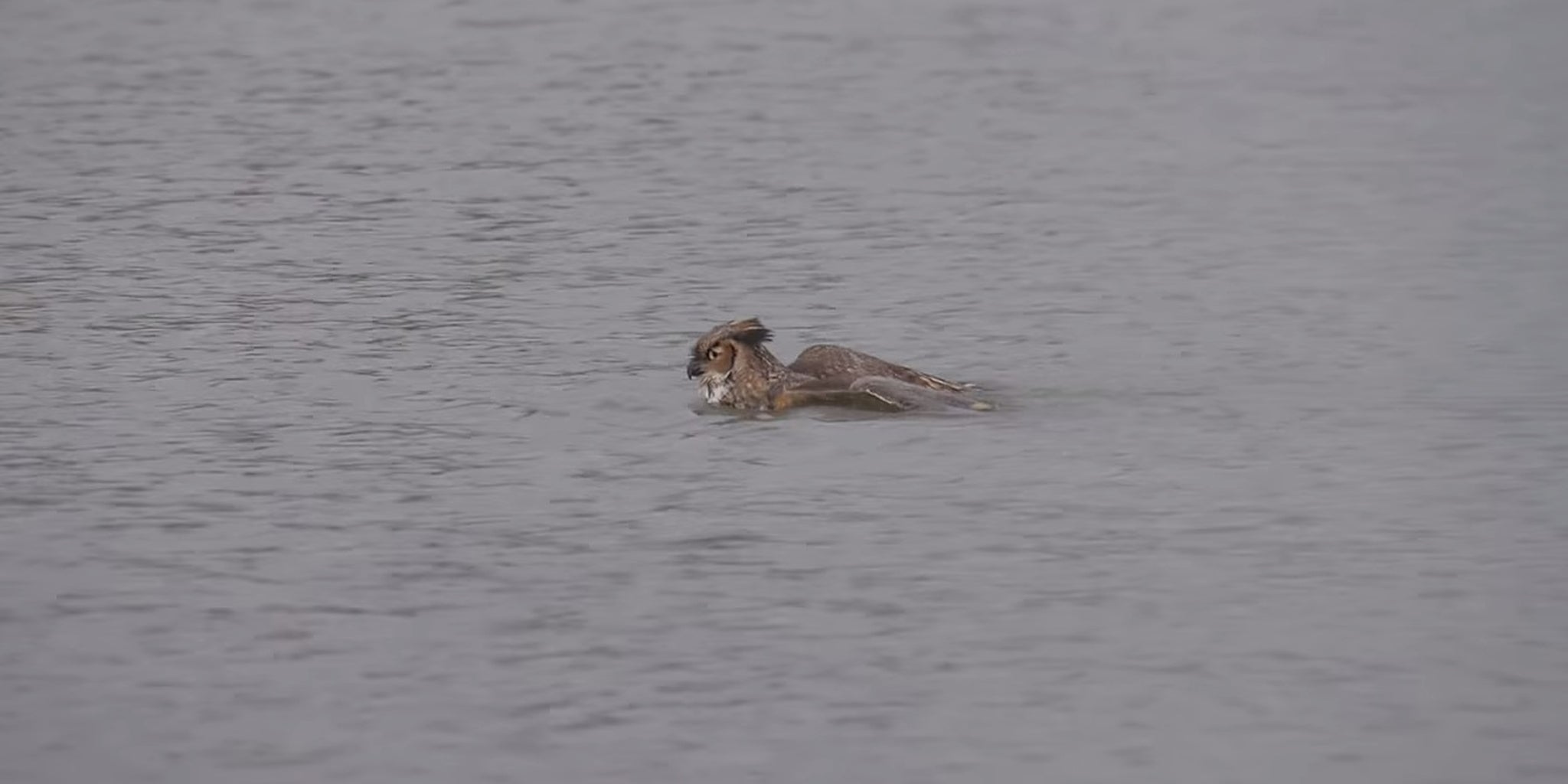 This great horned owl is a more graceful swimmer than we are