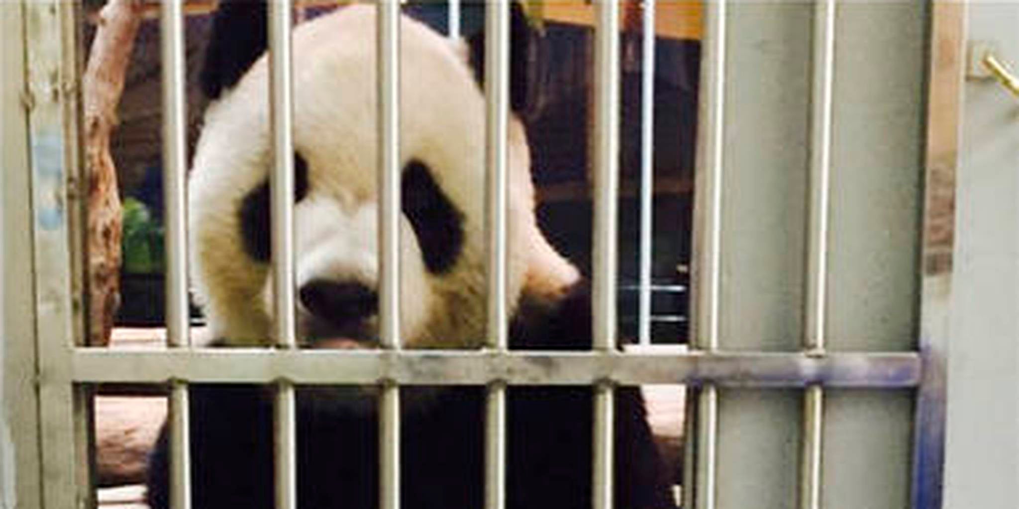 Rumors of this giant panda's death are greatly exaggerated - The Daily Dot