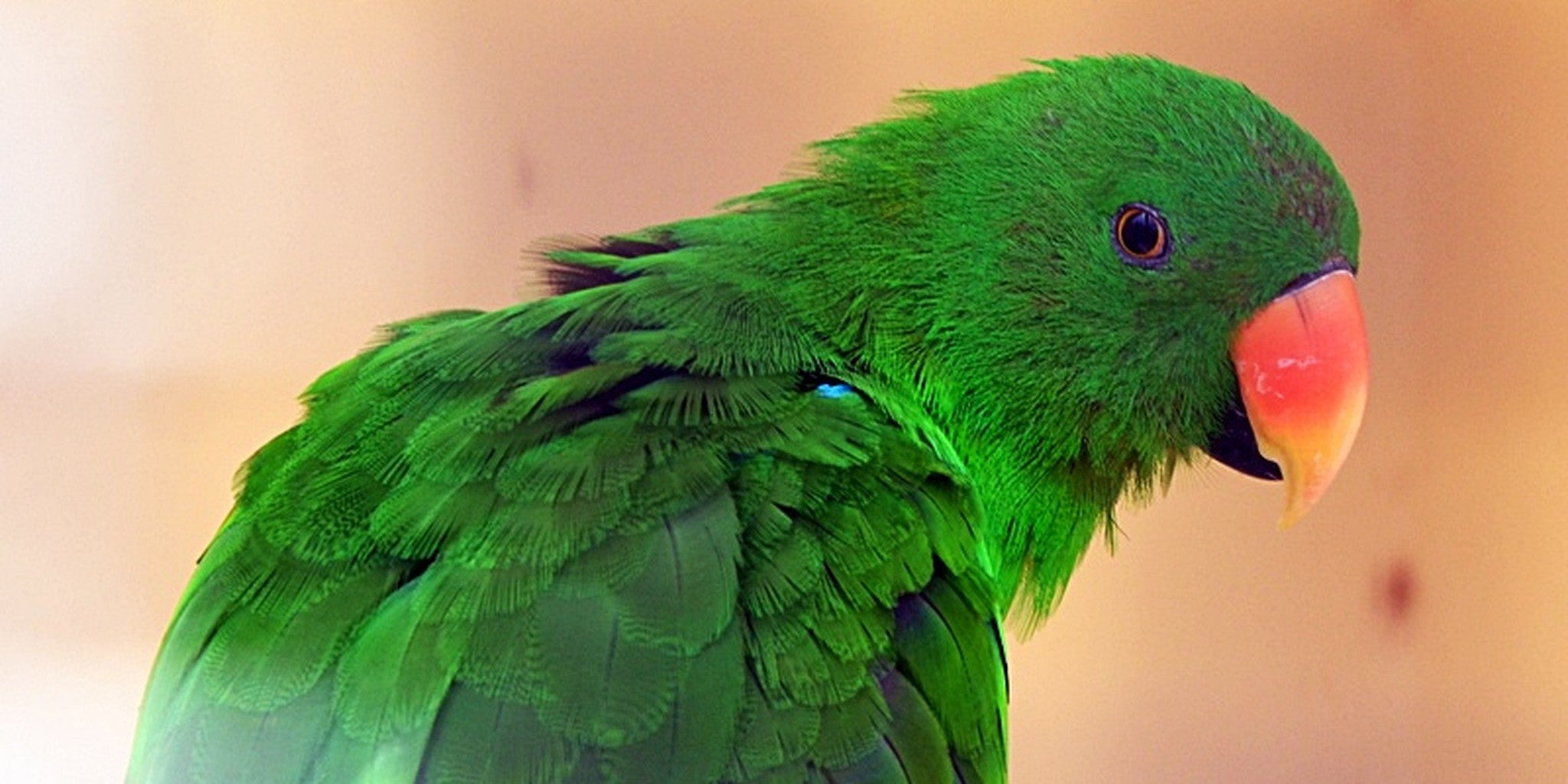 Cackling parrot looks and sounds like something out of a nightmare ...