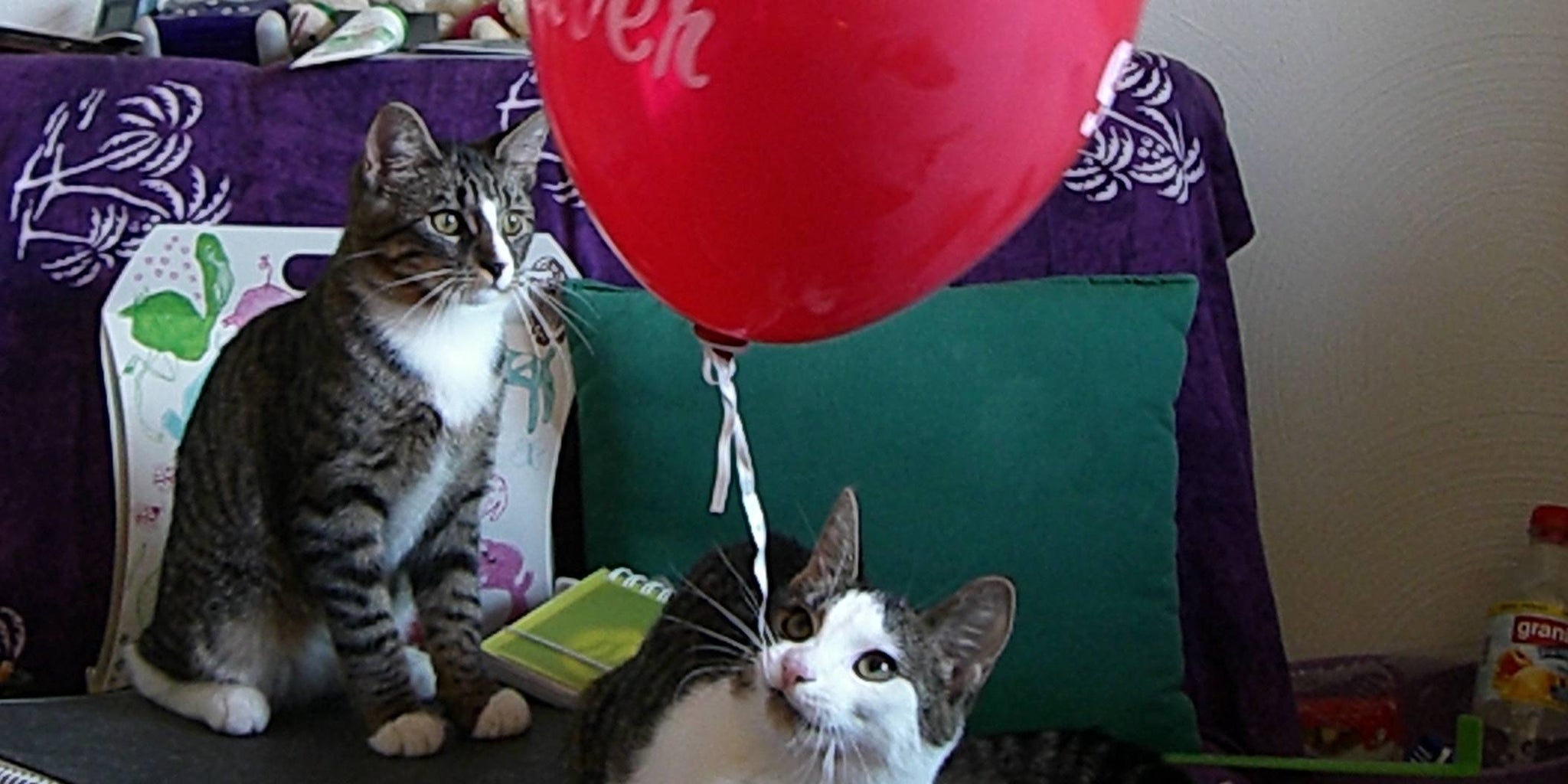 Kitten gets swarmed with balloons thanks to the magic of static electricity