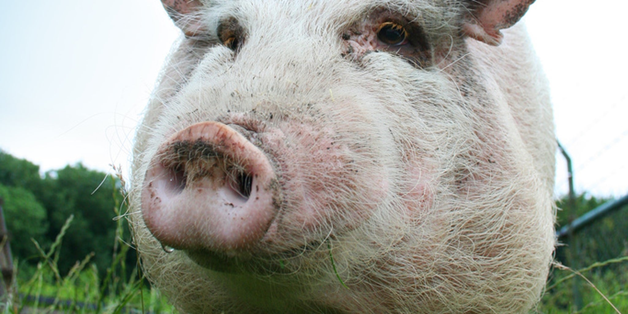 The best headlines about a beer-guzzling, cow-fighting pig who died in ...