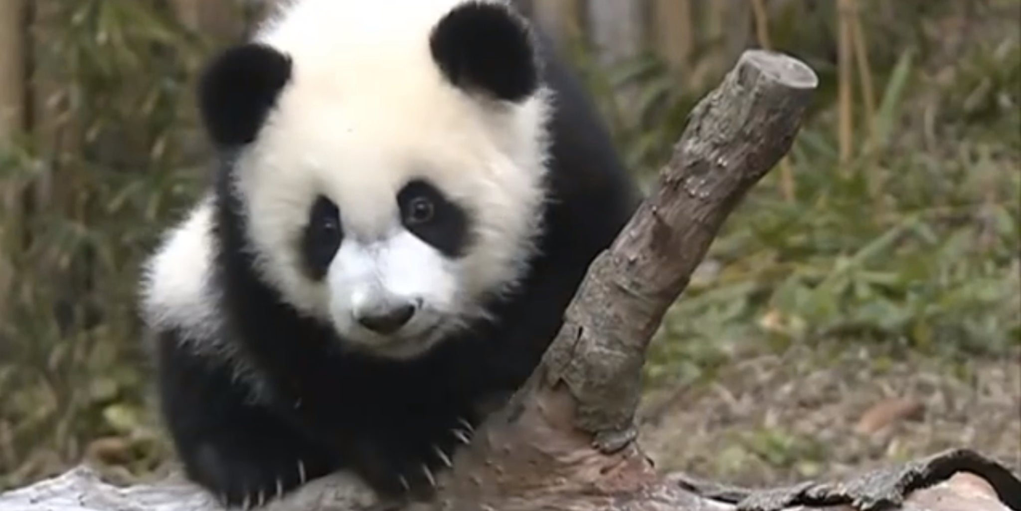 The world's only panda triplets are 3 times the adorable