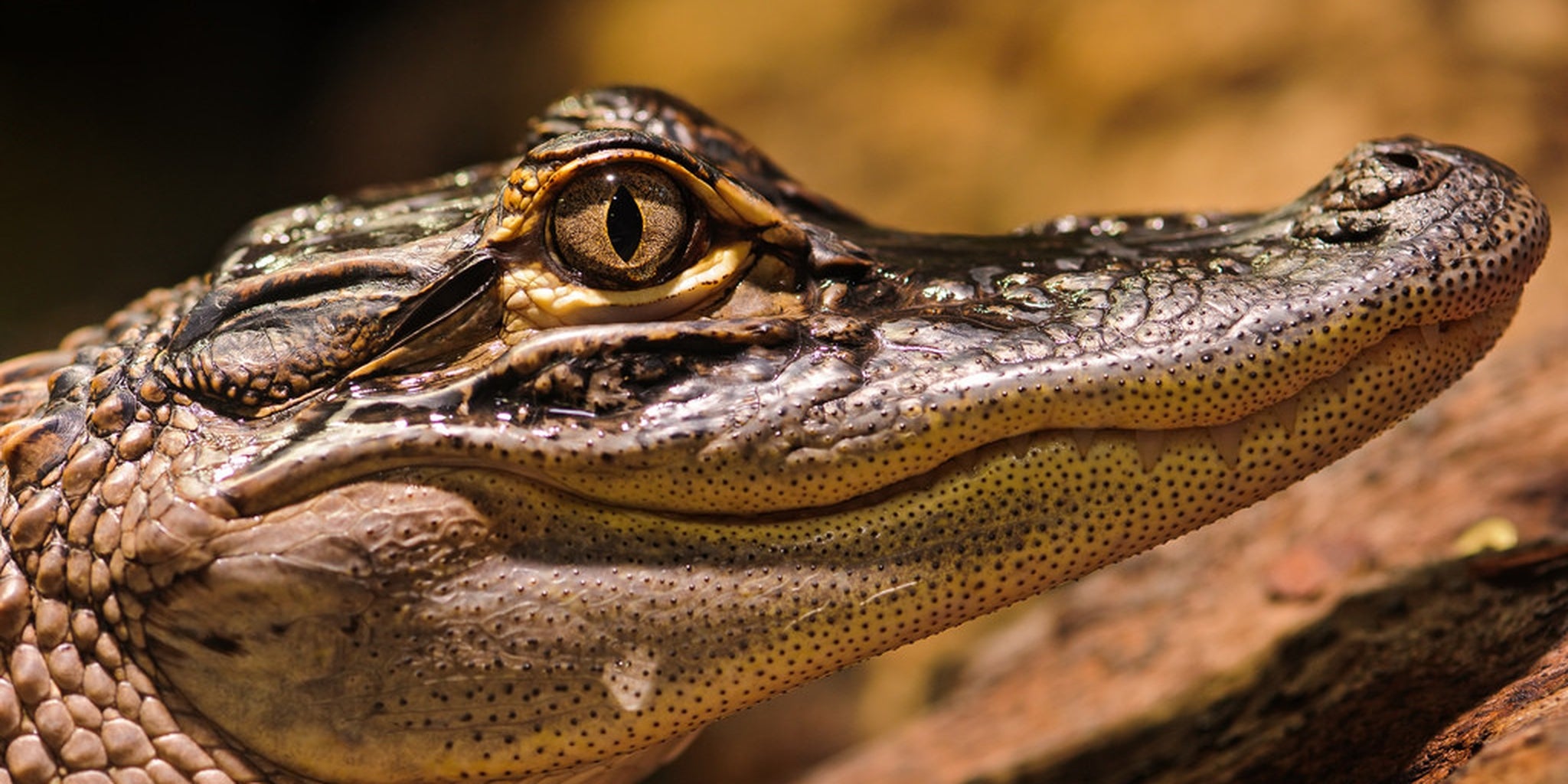 This alligator was really caught off-guard