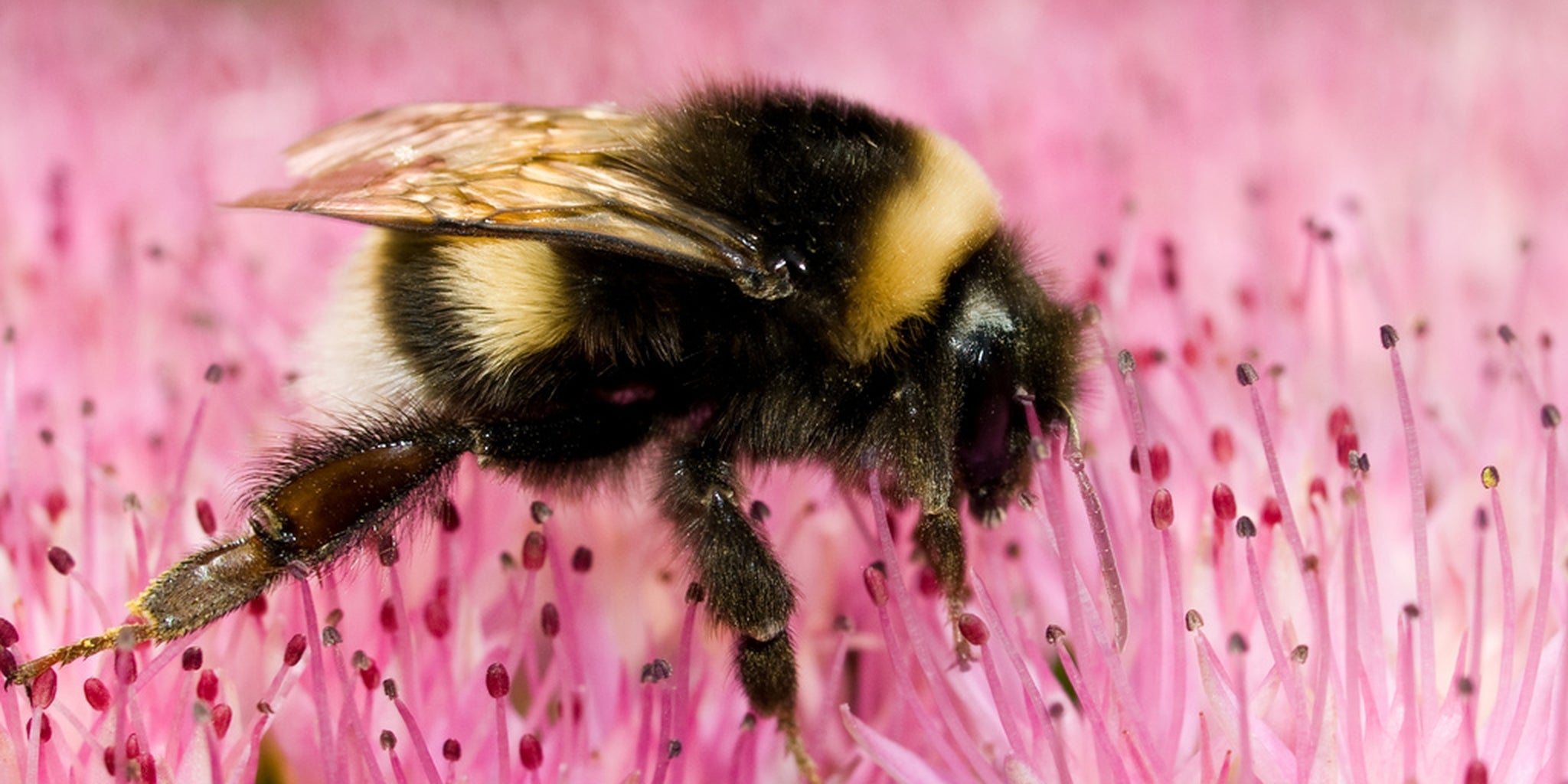 This daring bumblebee rescue mission has the best narration on YouTube ...