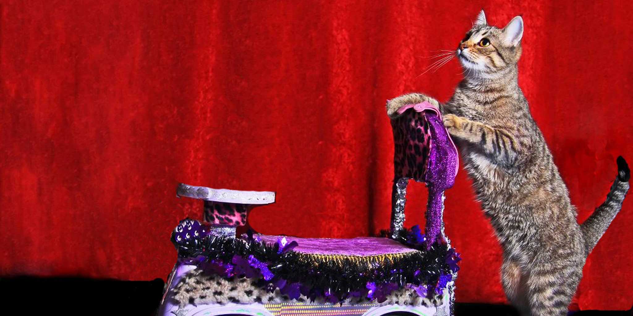 Drop what you're doing and apply to work for this traveling cat circus