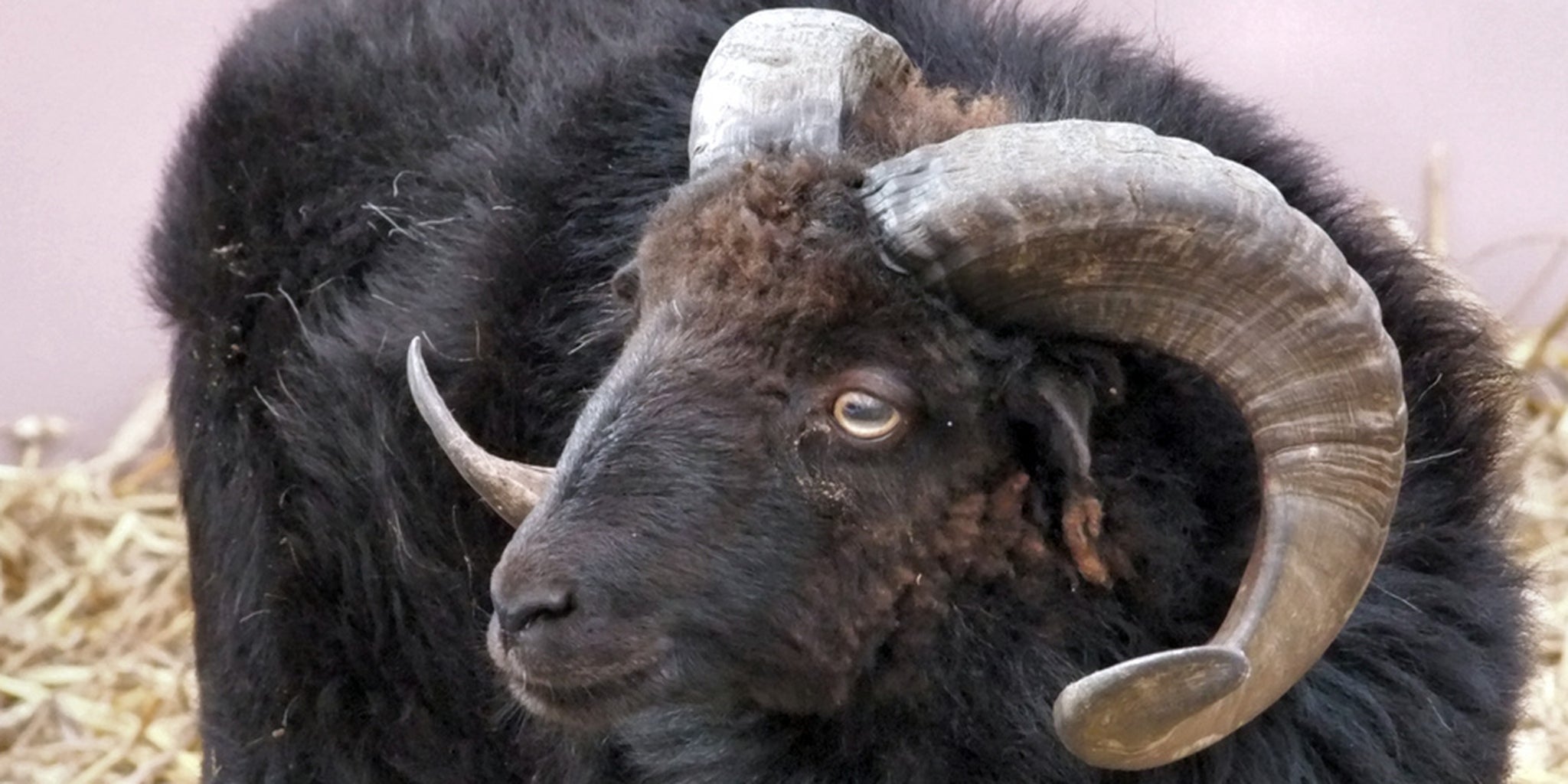Biker attaches GoPro camera to angry ram, gets pummeled