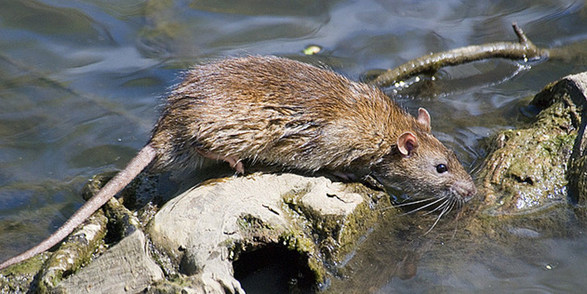 This interactive map tracks New York City's rat population, block by block