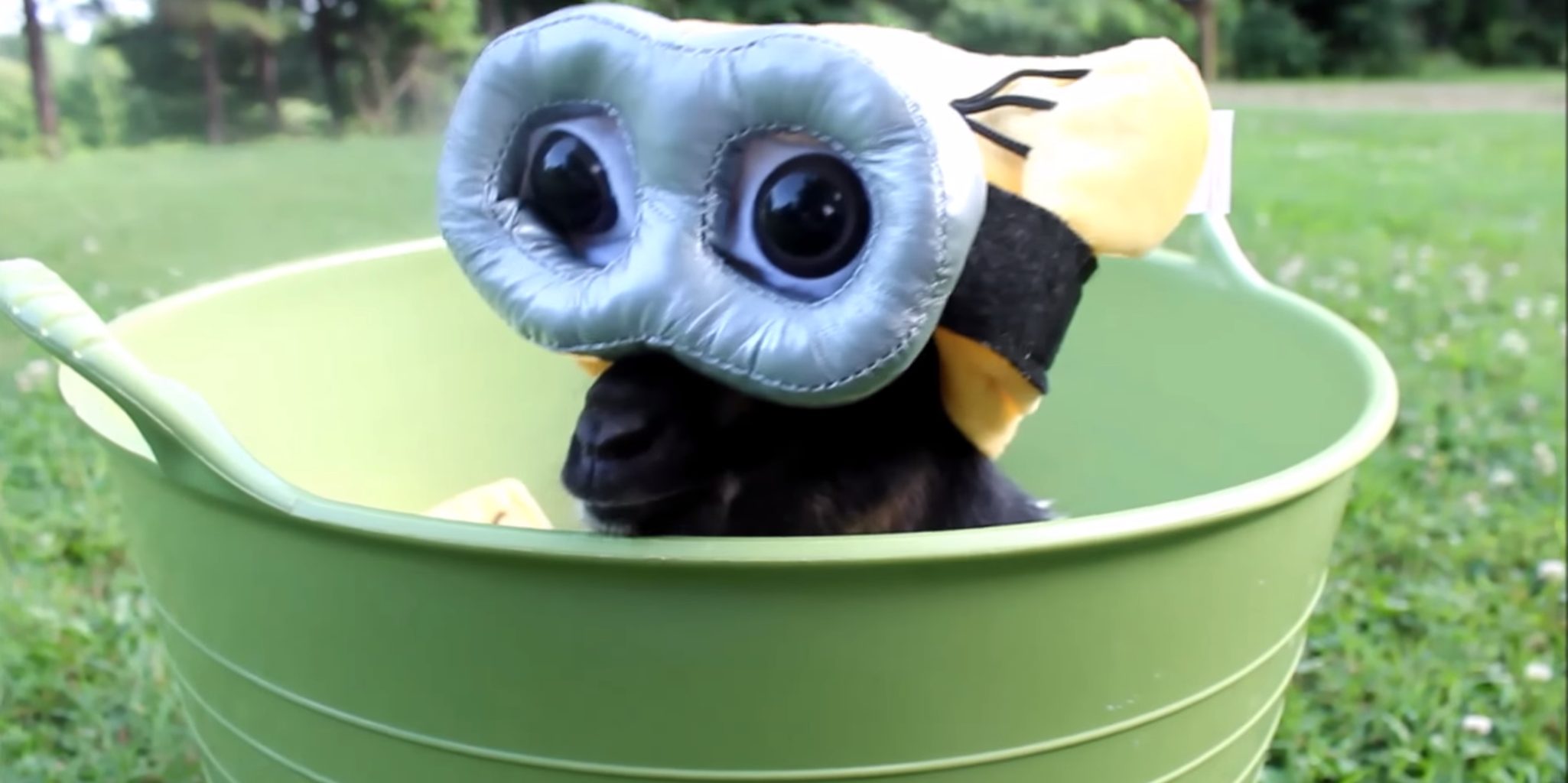 Finally, we know what goats would look like dressed as 'Despicable Me ...
