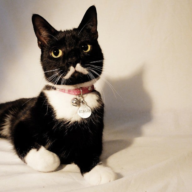 Meet Joseph Stalin's cat doppelgänger, Meowseph Stalin | The Daily Dot