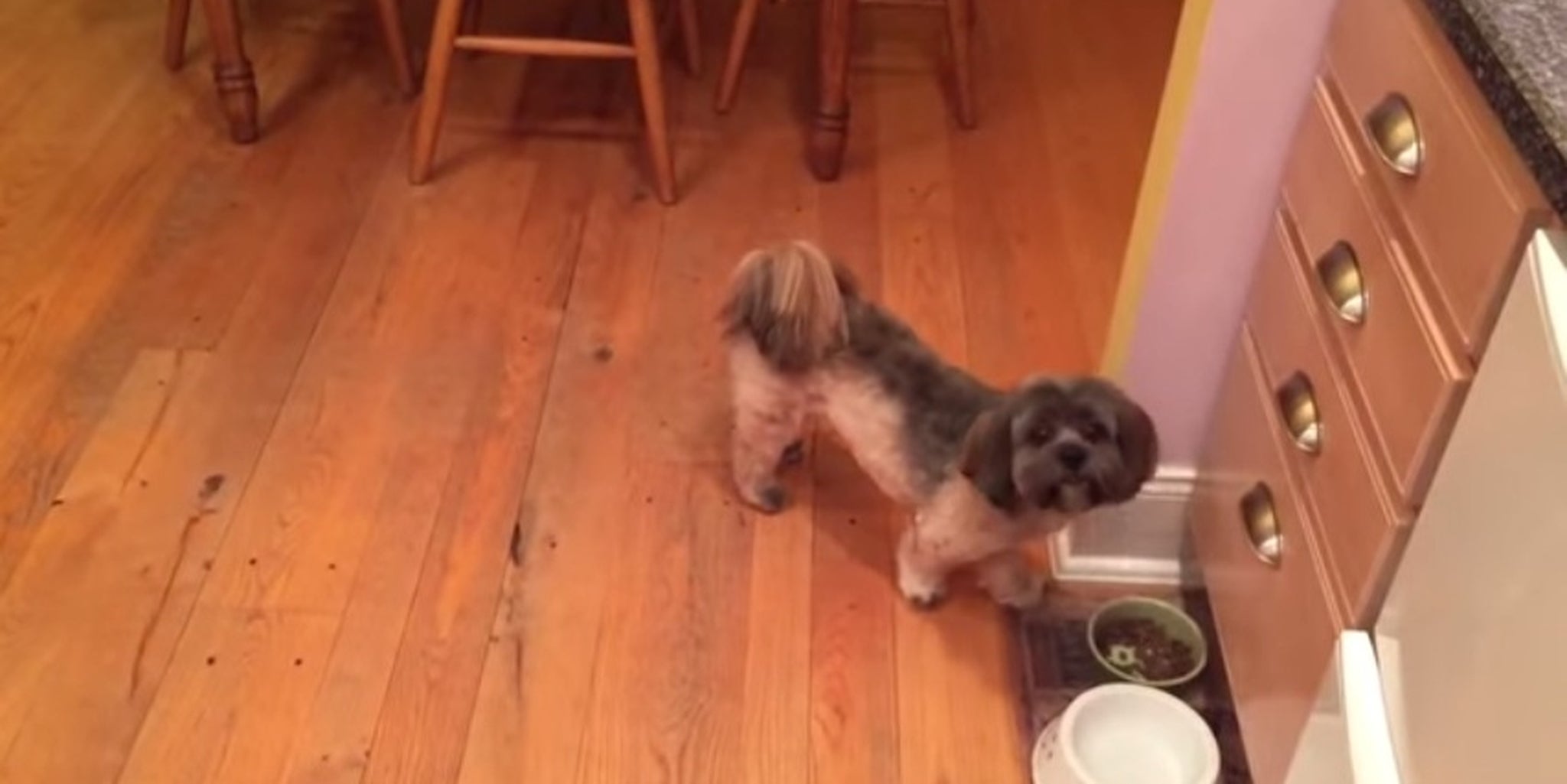Every time this guy turns his ice machine on, his dog attacks his cat