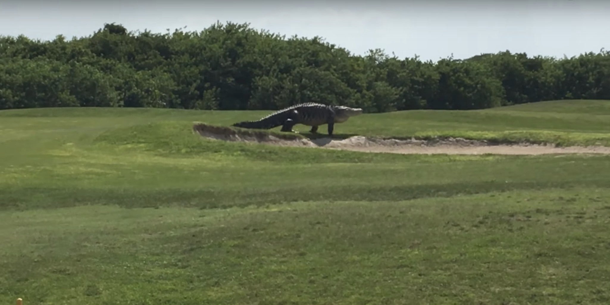 Giant alligator casually strolls around Florida golf course