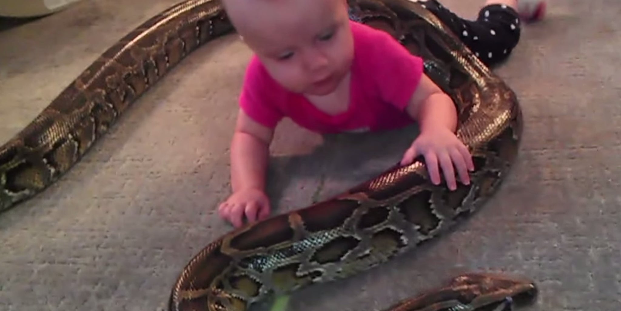 Baby crawls next to a python