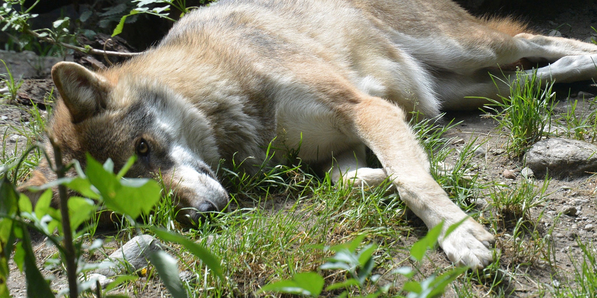 This huge wolf turns into a puppy for belly rubs - The Daily Dot