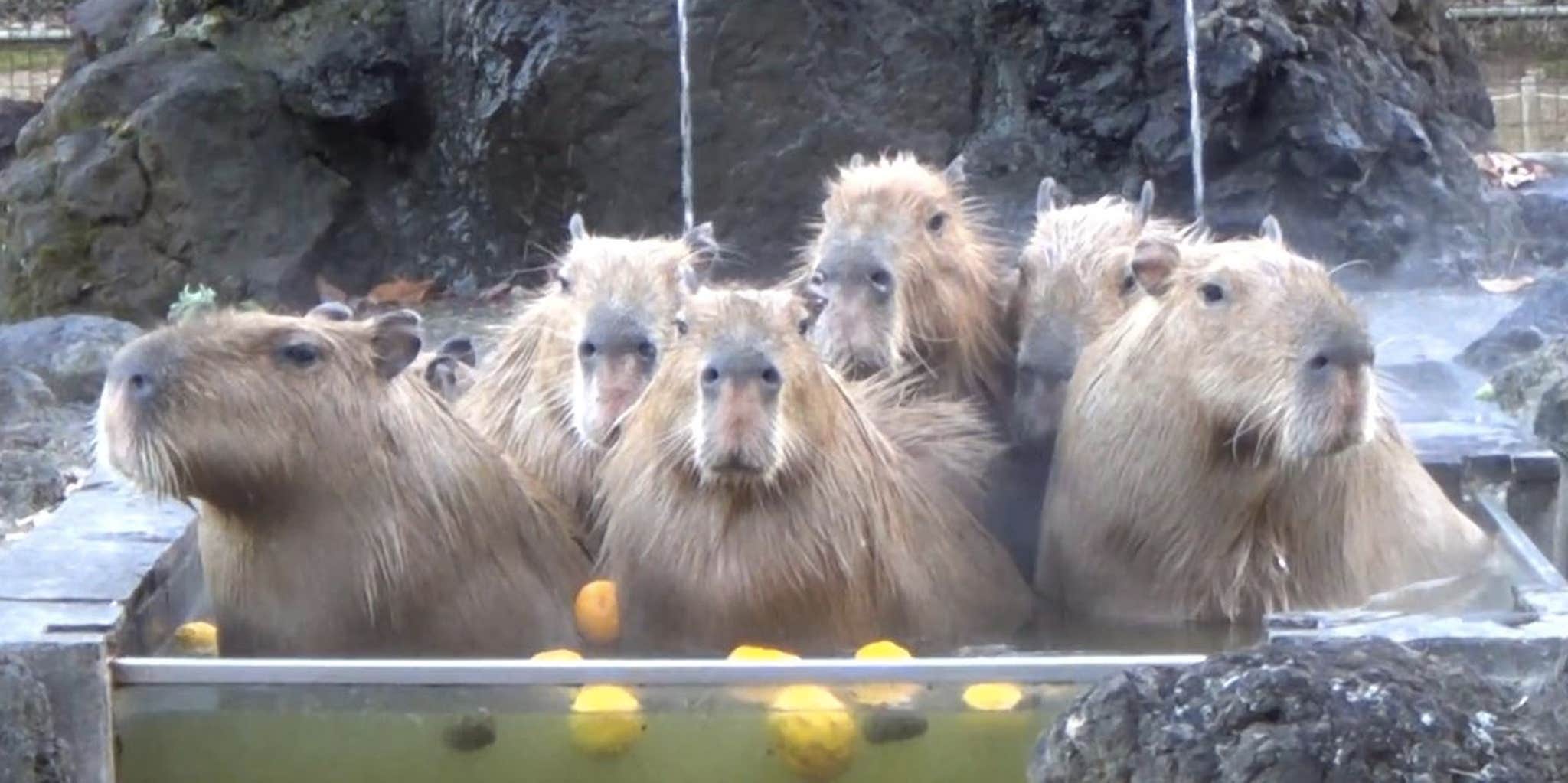 Gaze Upon 7 Capybaras Chilling In A Hot Spring And Find Your Moment Of gaze-upon-7-capybaras-chilling-in-a-hot-spring-and-find-your-moment-of