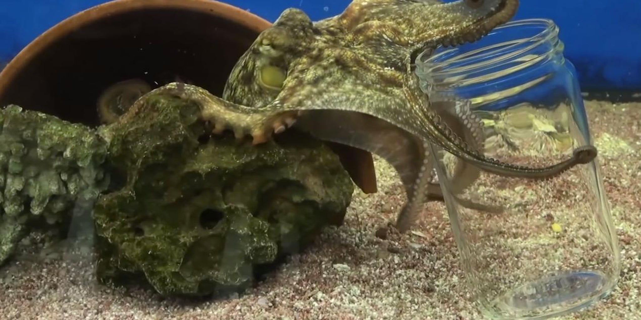 How does an octopus move?