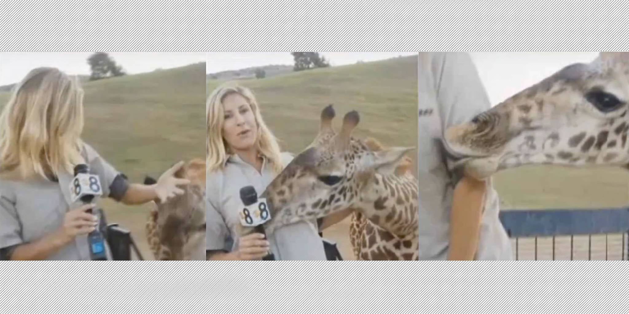 Watch This Giraffe Find the Love of His Life on Local TV