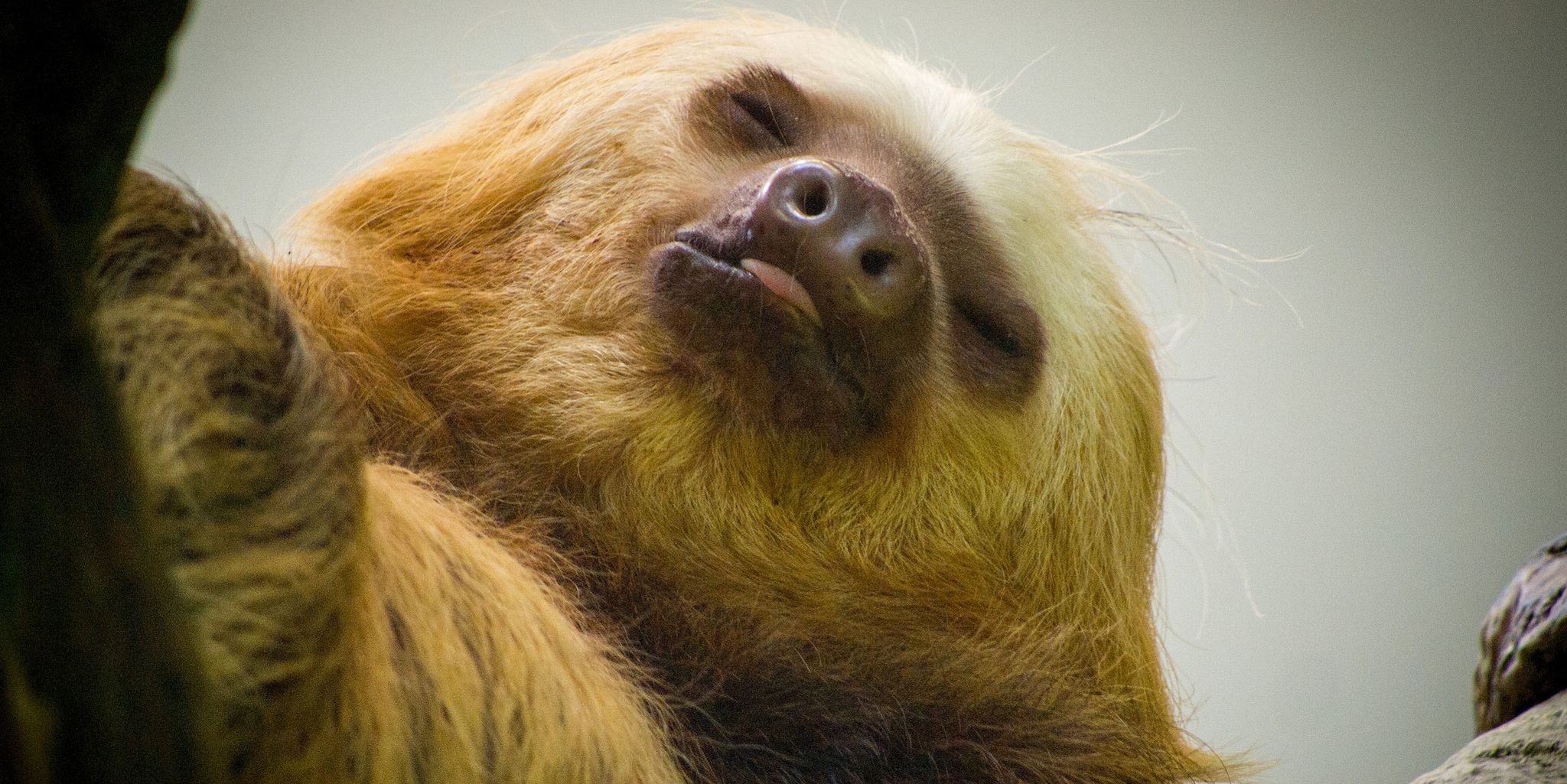 How to Celebrate National Lazy Day How to Celebrate National Lazy Day