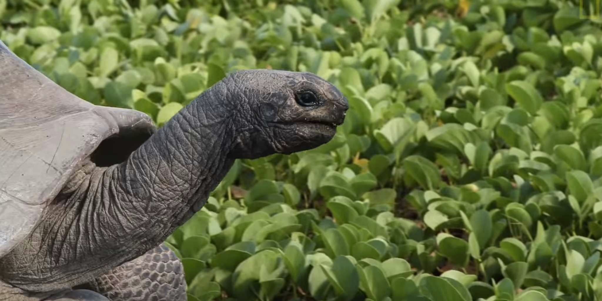 Giant Tortoise Understandably Angry At Being Interrupted During Sex The Daily Dot