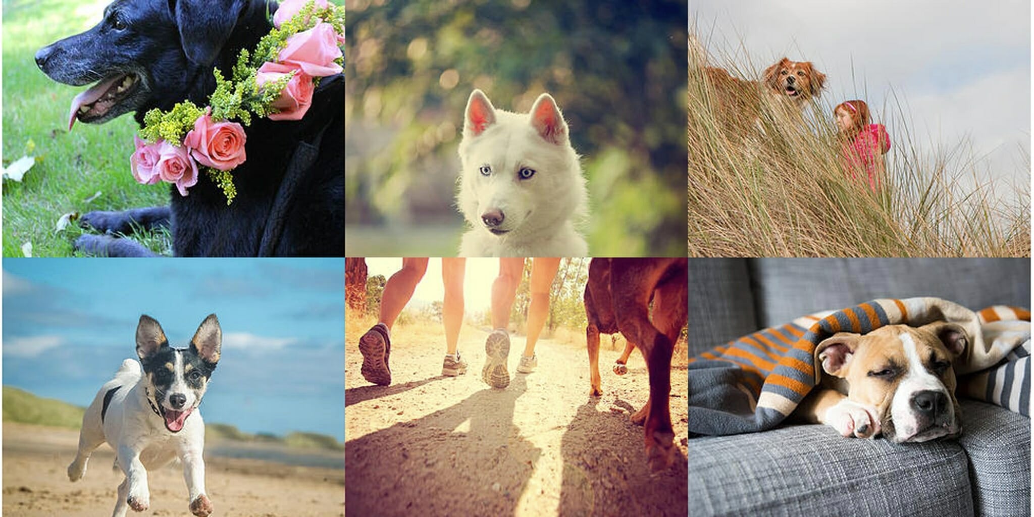 Here they are, the 5 best photos from National Dog Day