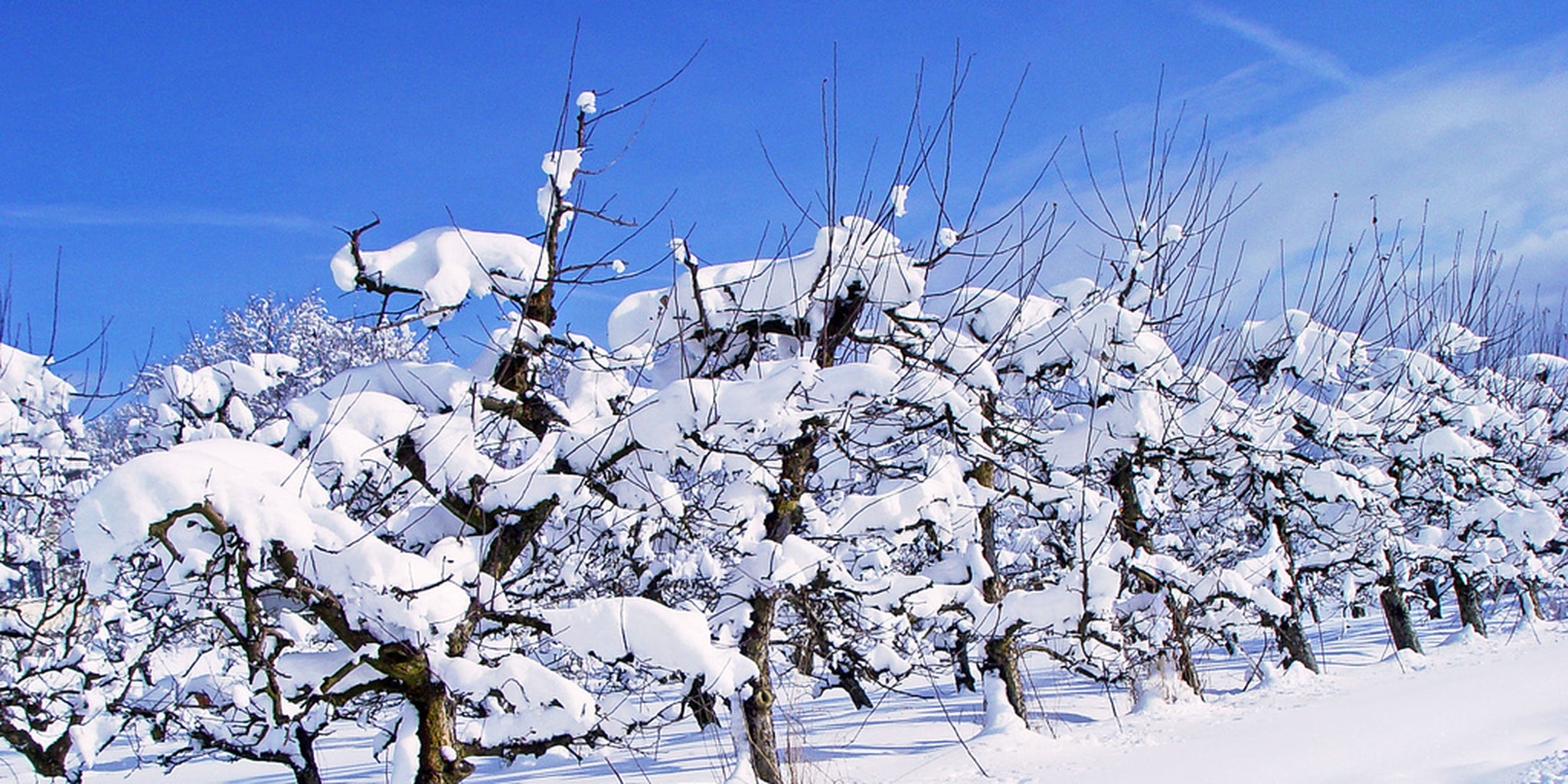 Grown man freaks out when he sees snow for the first time - The Daily Dot