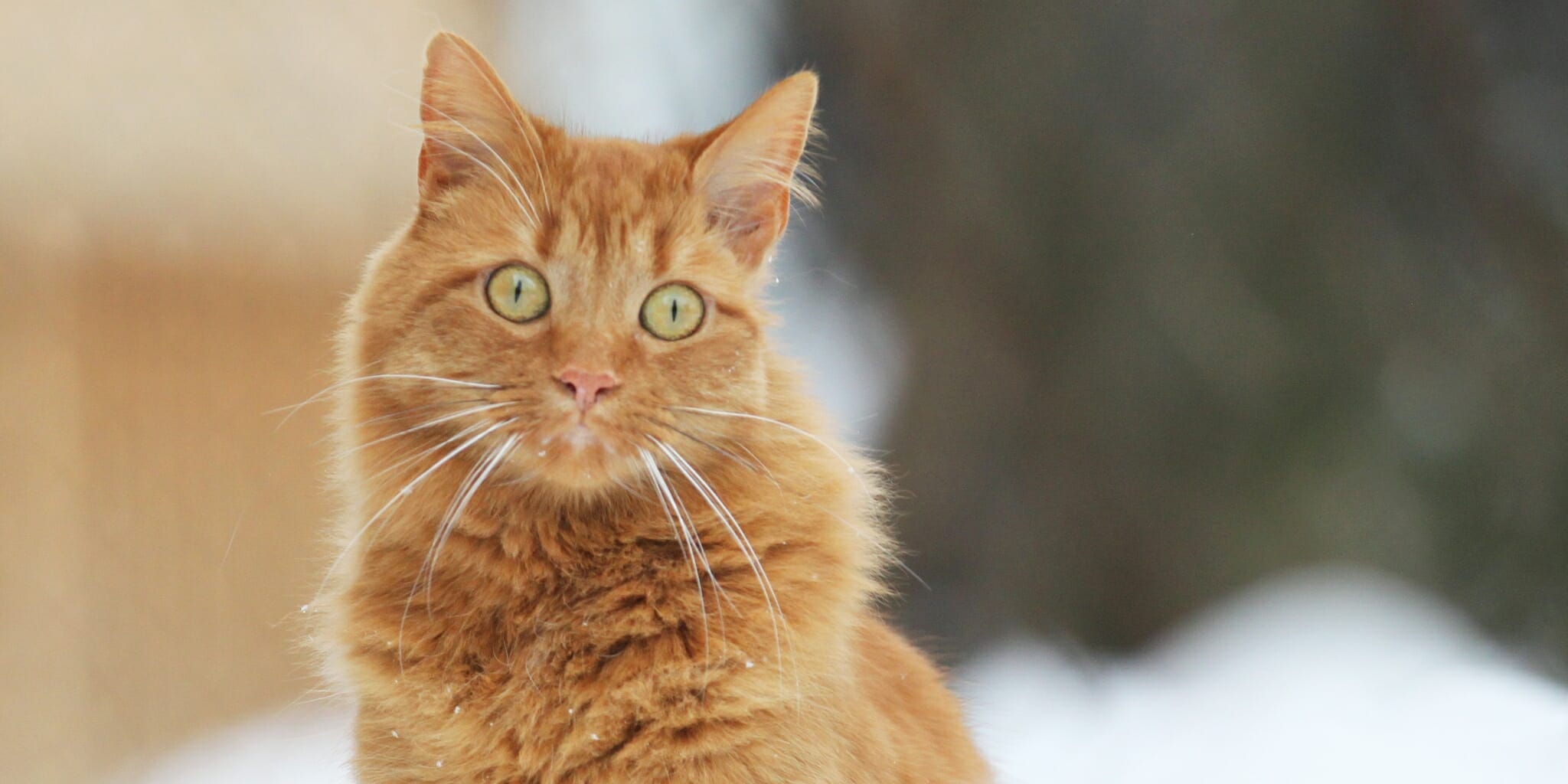 Seemingly innocent cat suddenly tackles child - The Daily Dot