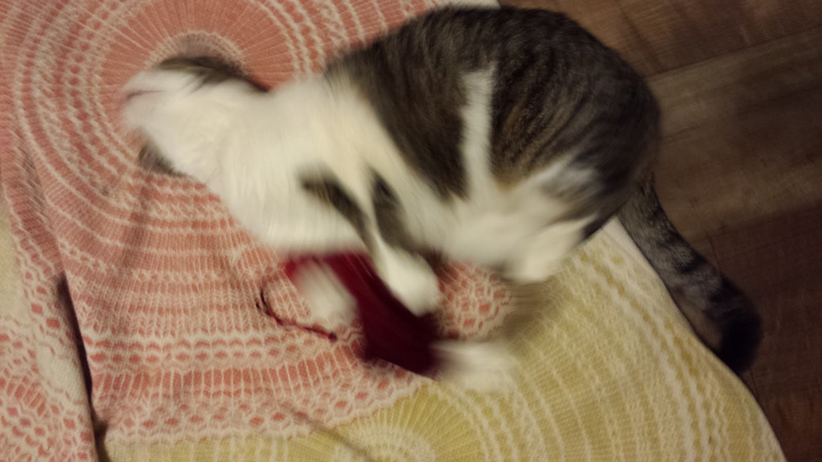 We experimented with Meowijuana, the 'marijuana for cats'