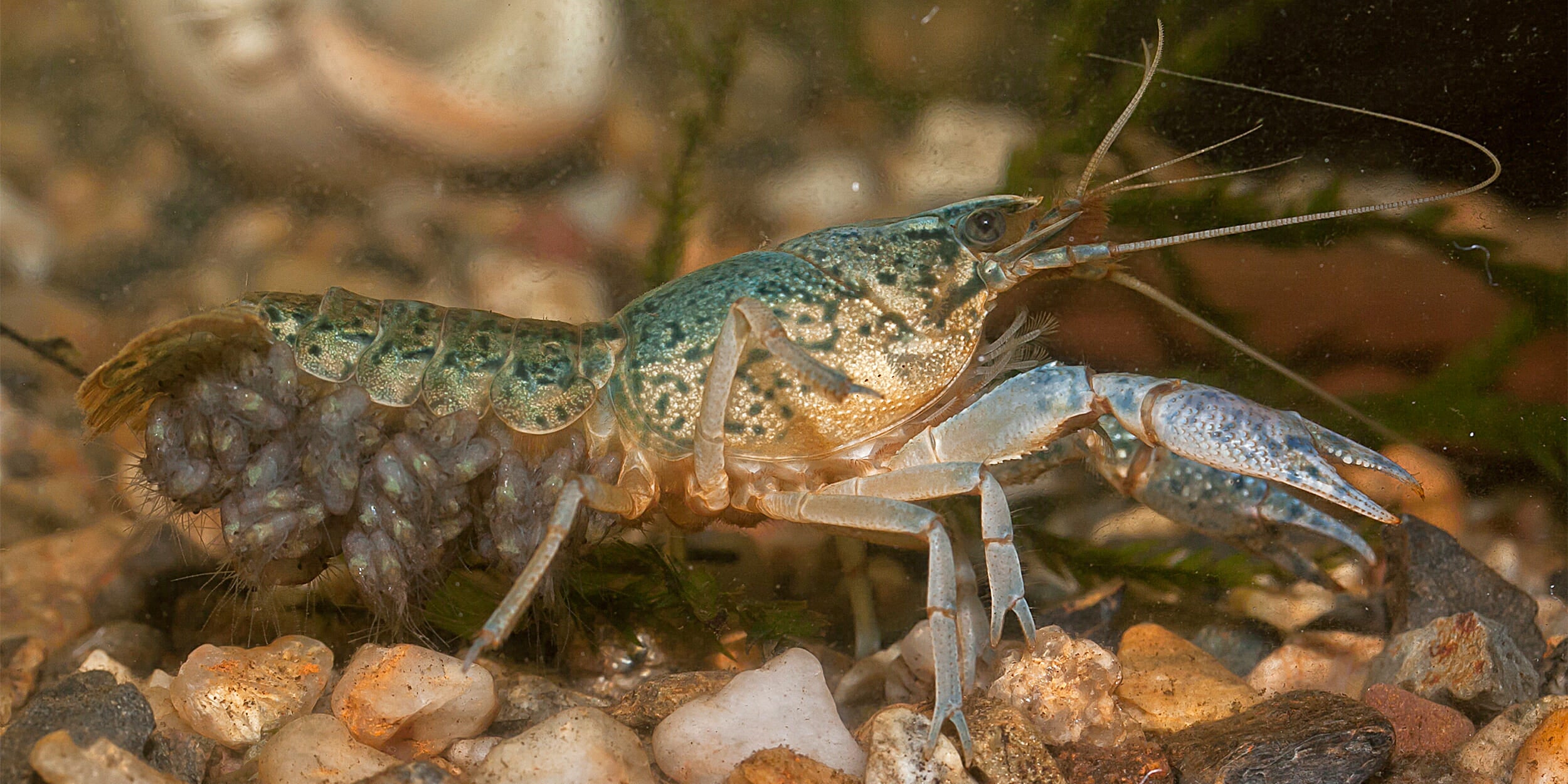 Internet is Ready For All-Female Crayfish to Take Over the World