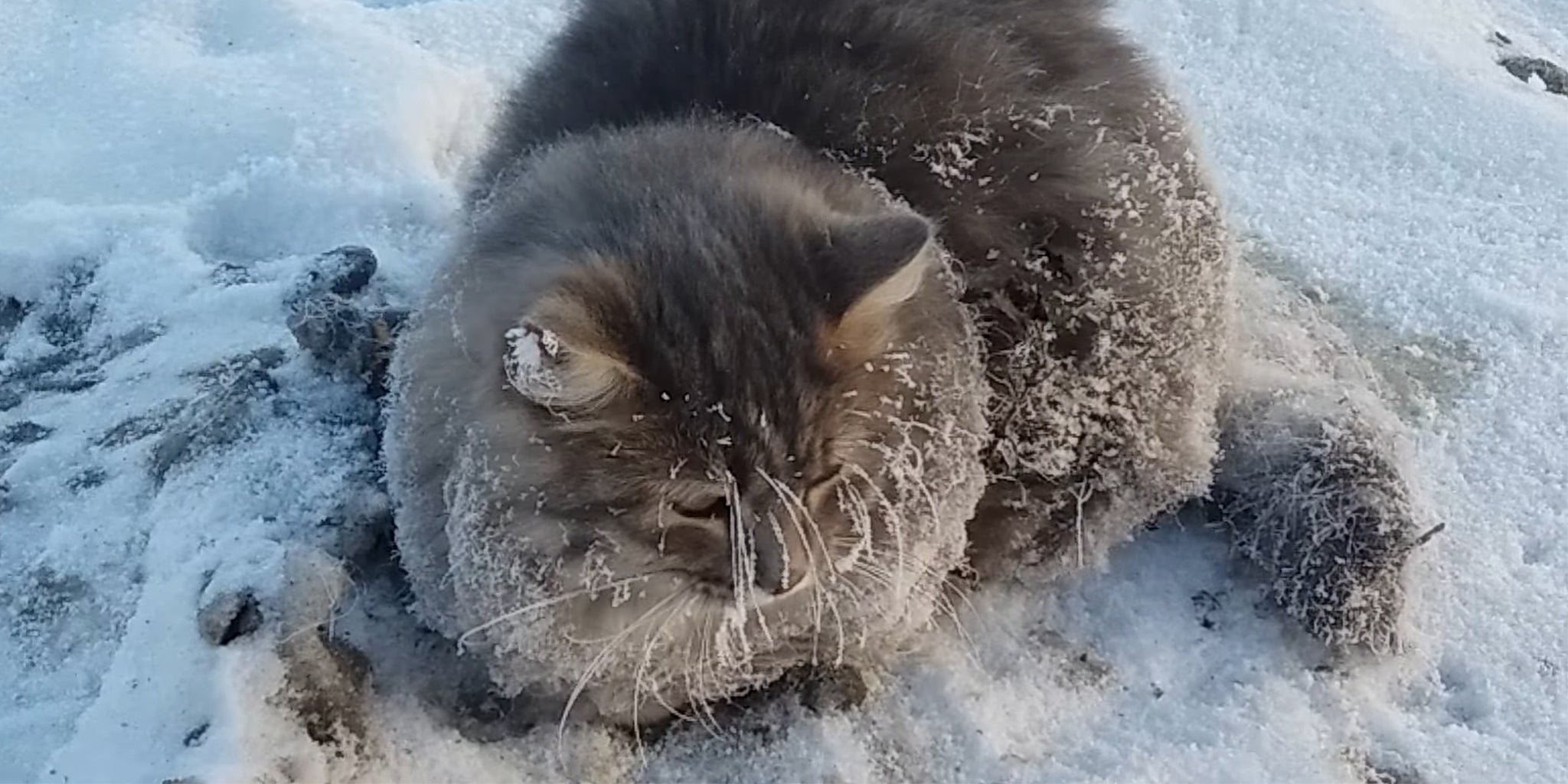 Cat Found Frozen to the Street in -35-Degree Temps