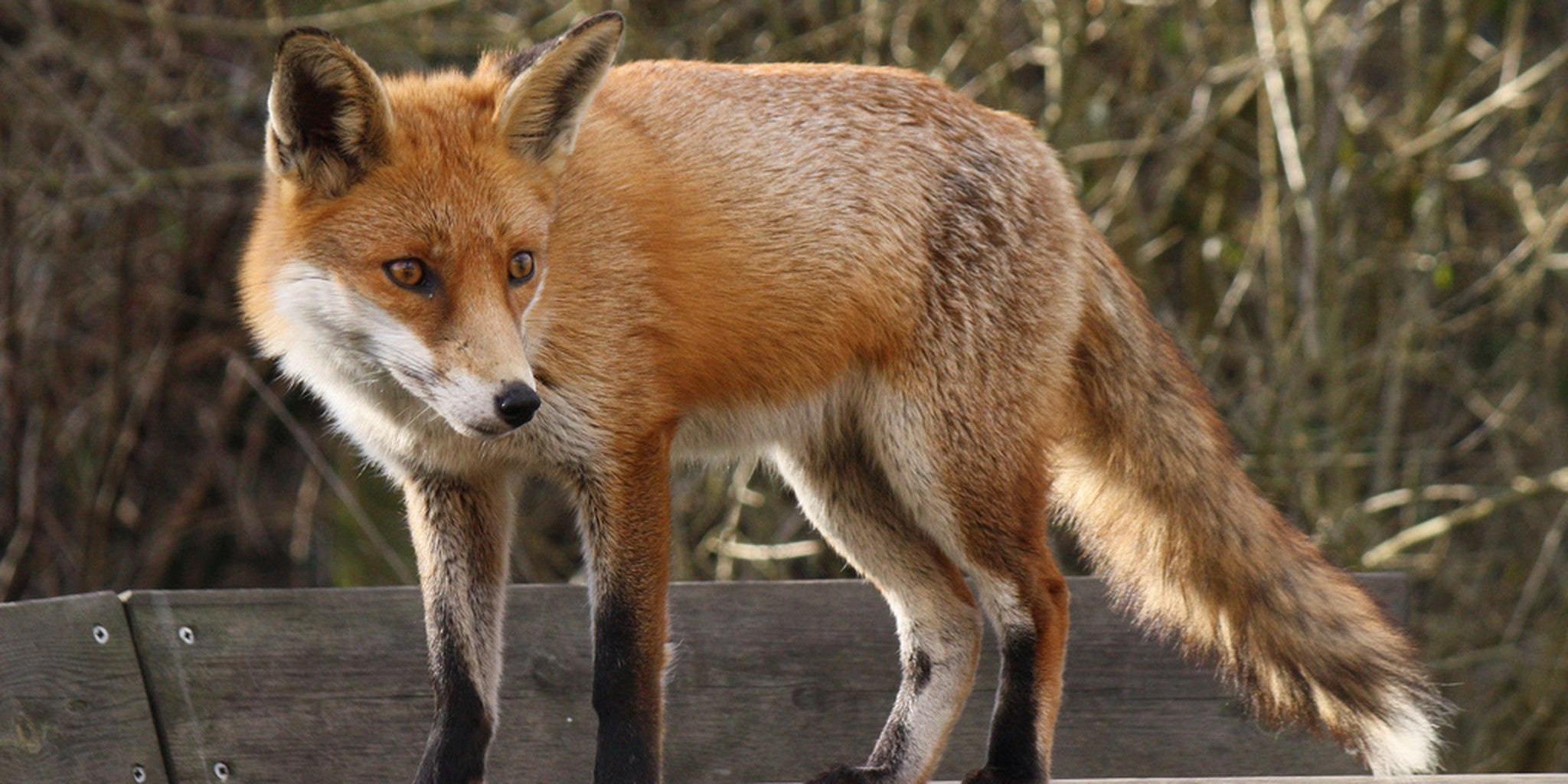 Fox with the munchies makes a sandwich in Chernobyl