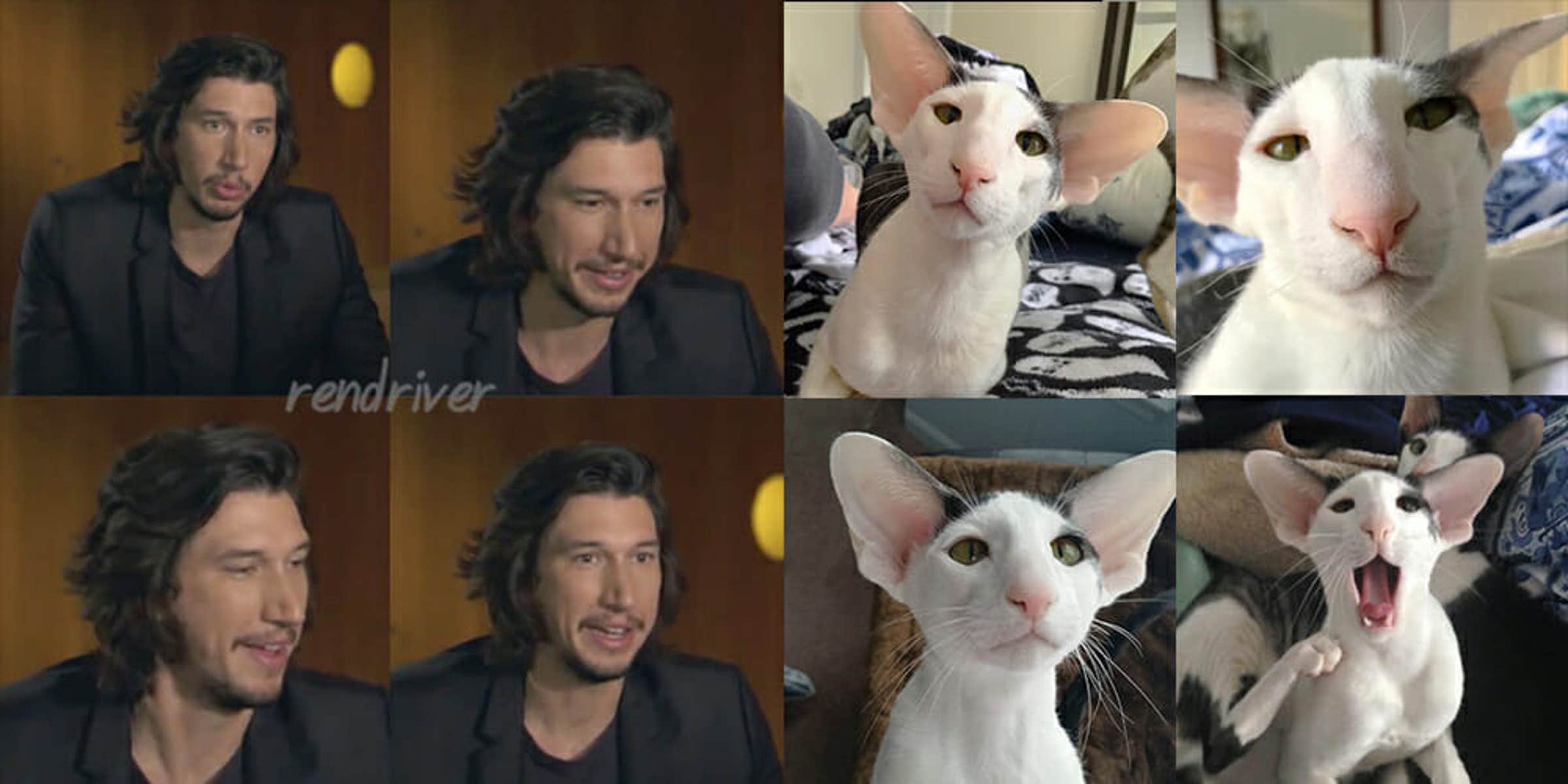 These Cats Look Like Adam Driver—and We Have the Photos to Prove It
