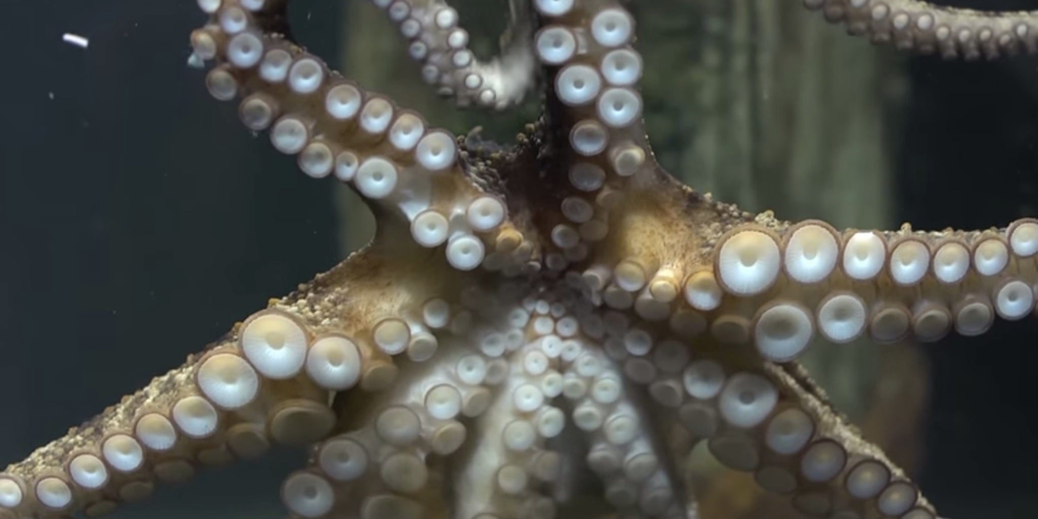 This octopus knows how to operate a camera
