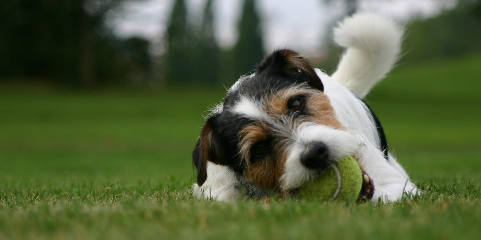Clever dog helps kids play jump rope
