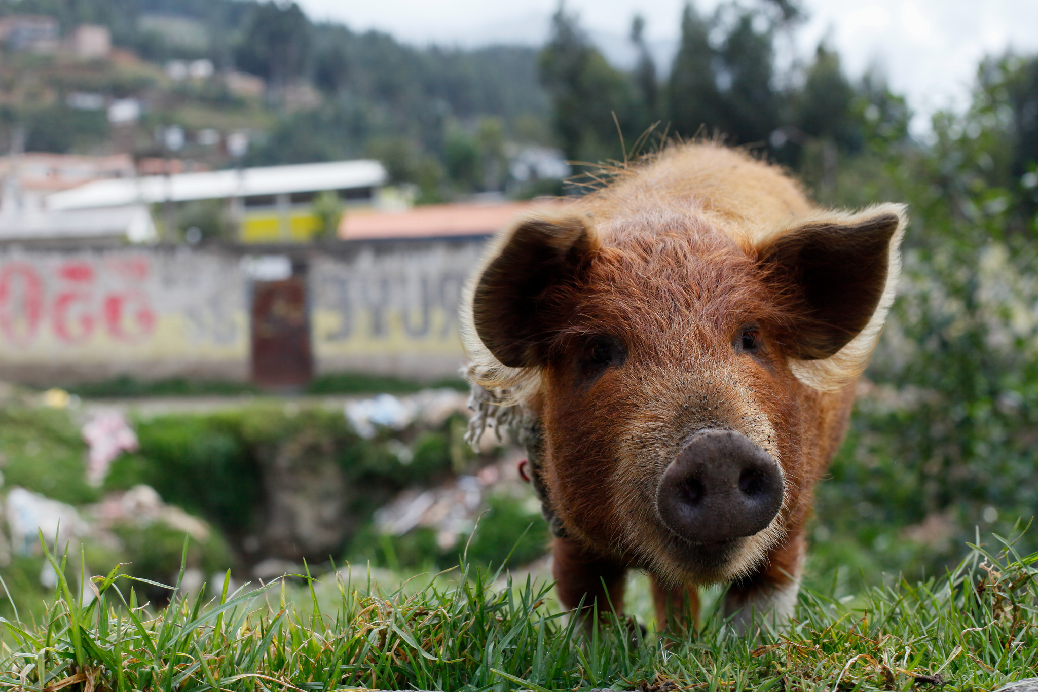 The Internet is having a lot of emotions about emotional support pig