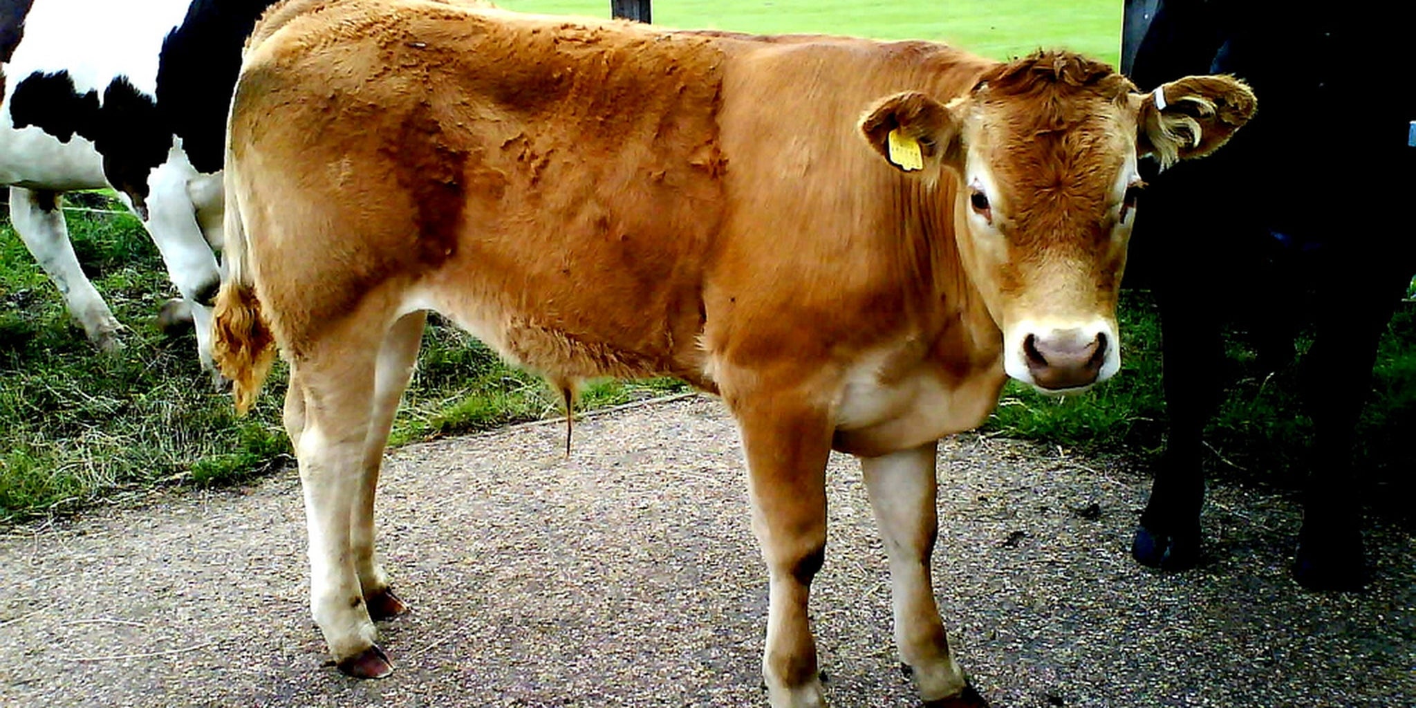 What does the cow say? Patrick Stewart can tell you