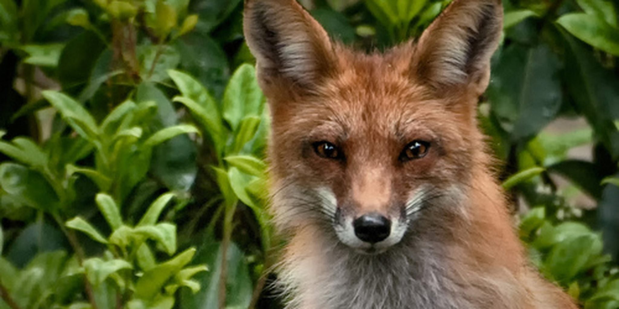 Daily Fluff: Fox's vacation pics were Photoshopped