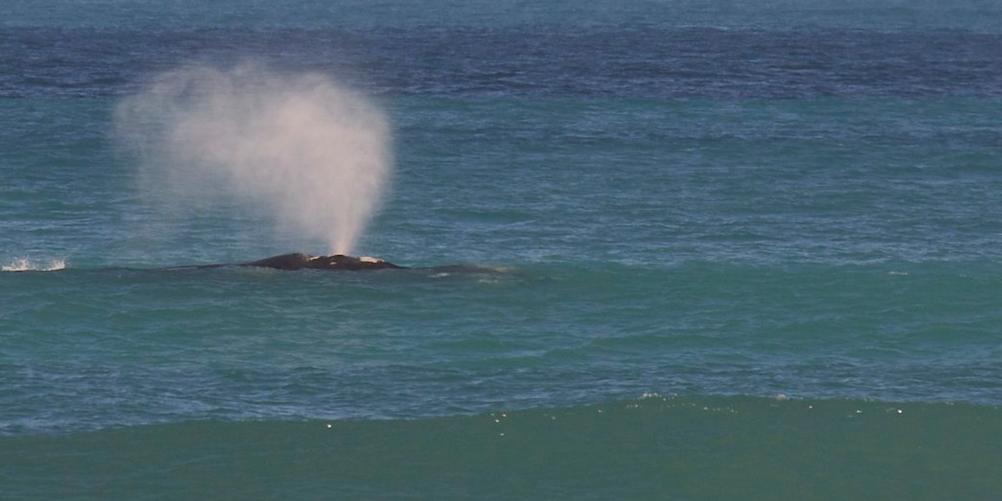 Scientists invented a drone to collect whale sneezes