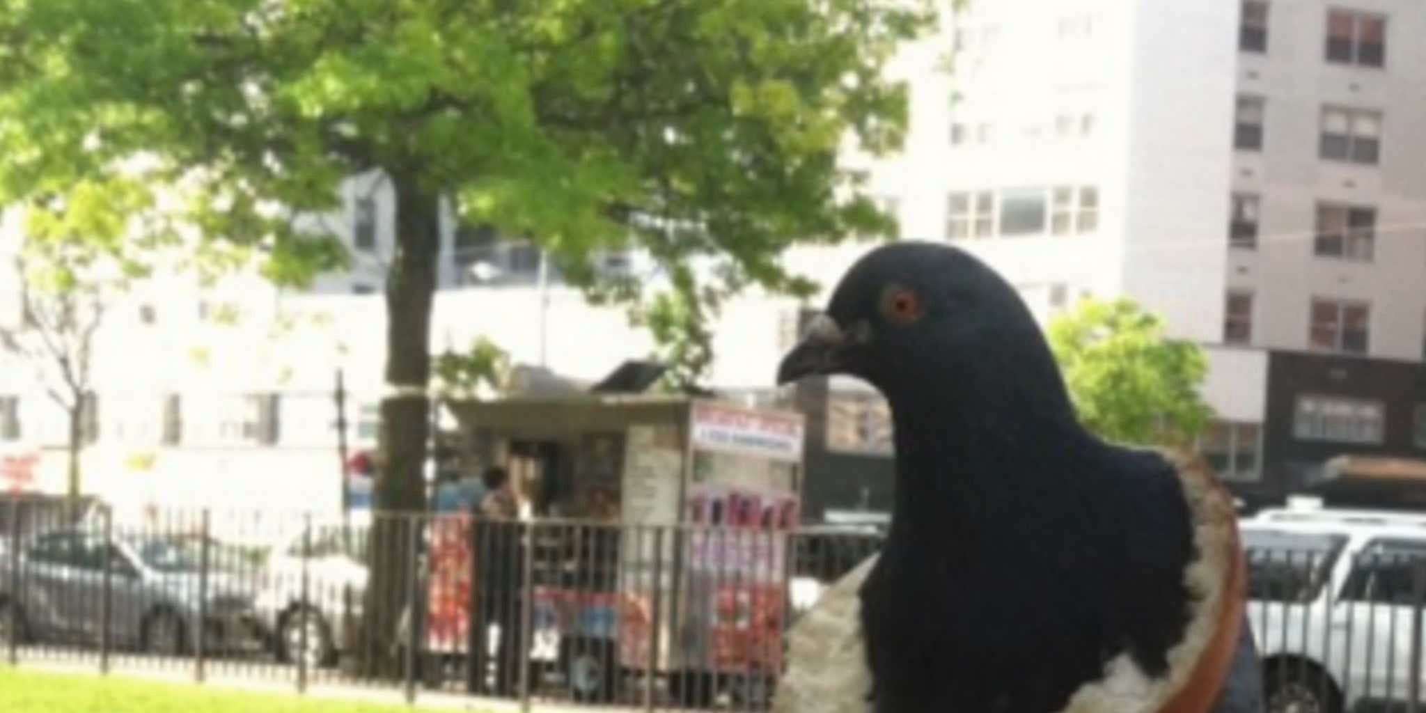 Bagel Pigeon is the trash hero that New York City deserves