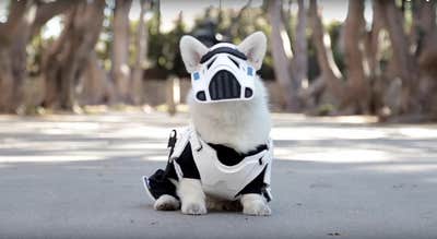 Stormtrooper corgi is the fluffiest, most adorable dog in space - The ...